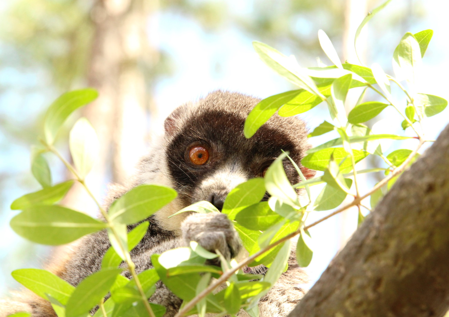 Mongoose Lemur Forest Introduction - The Lemur Conservation Foundation