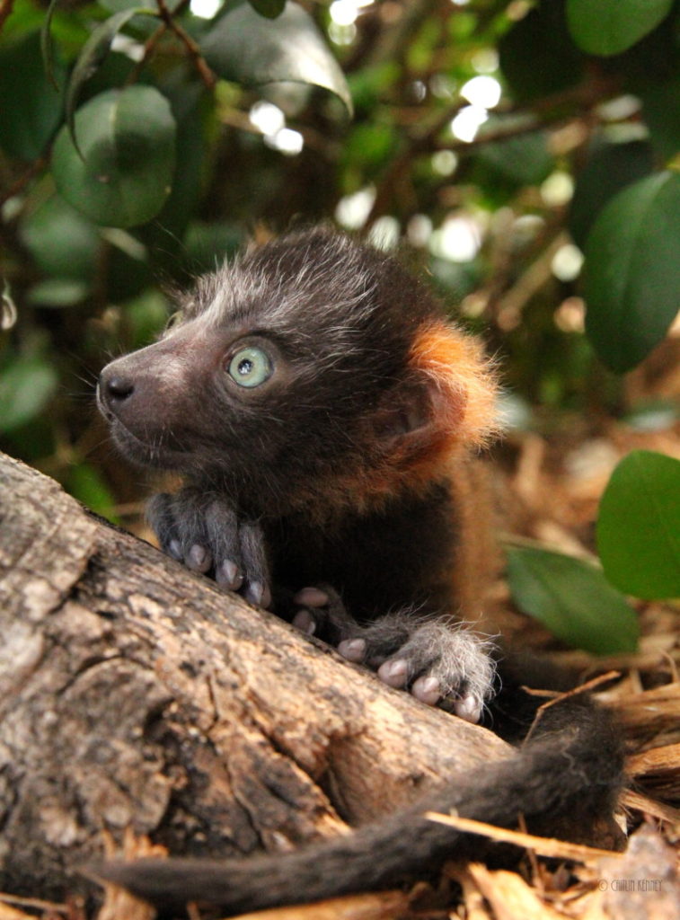 Critically Endangered Red Ruffed Lemur Born - The Lemur Conservation ...