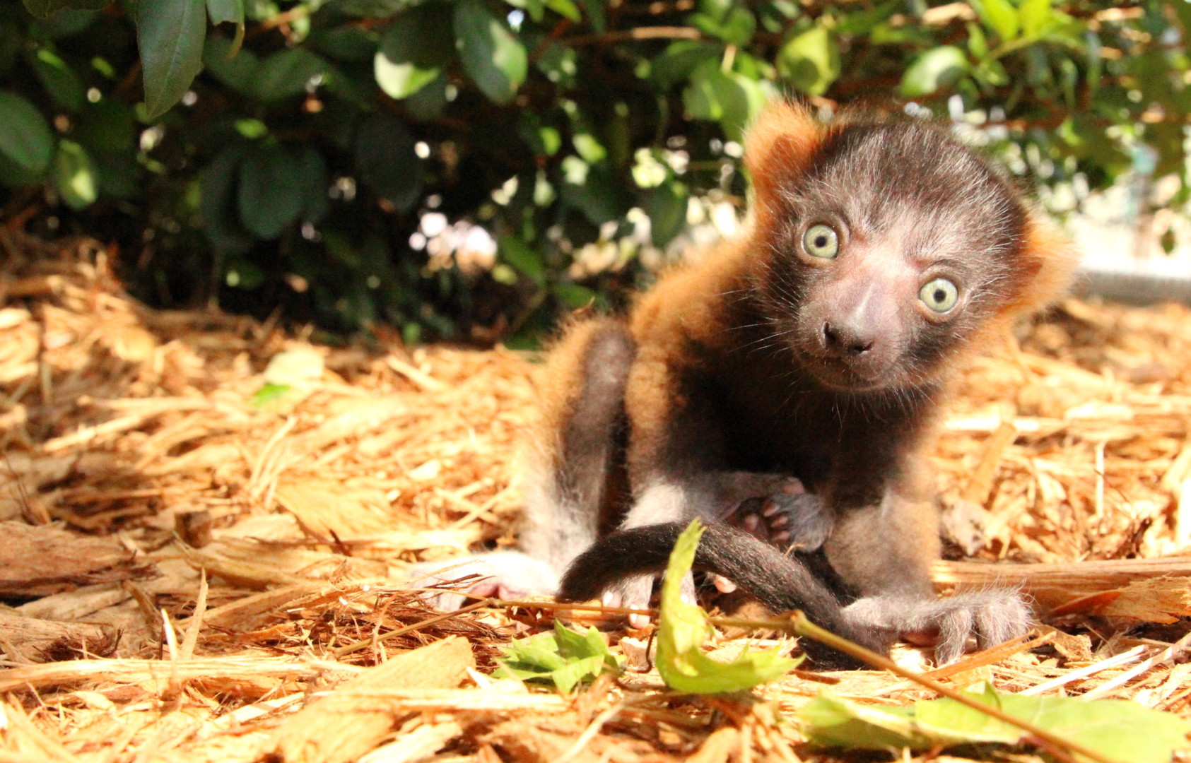 Critically Endangered Red Ruffed Lemur Born - The Lemur Conservation ...