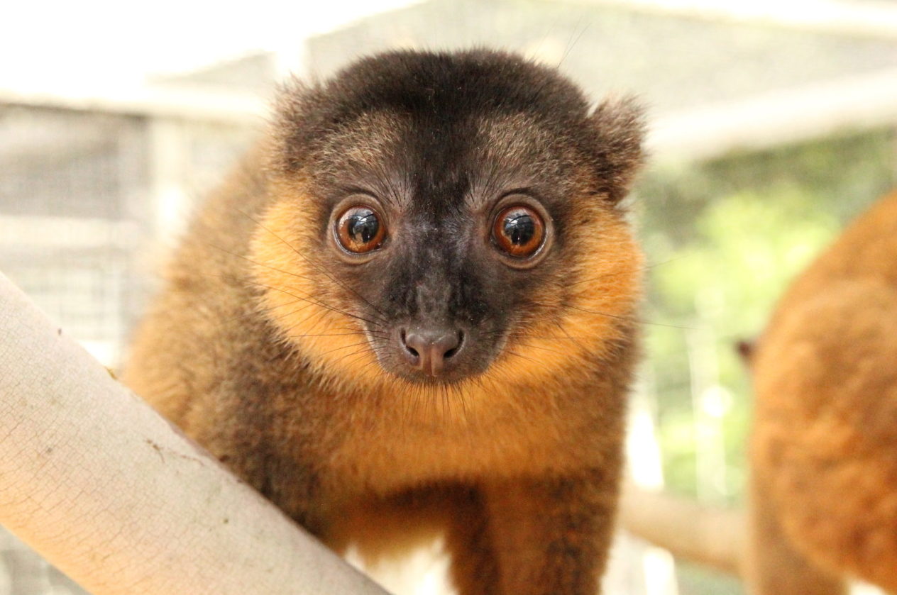 Collared Brown Lemur Archives - The Lemur Conservation Foundation